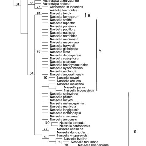 Strict Consensus From The 10 000 Most Parsimonious Trees The Maximum