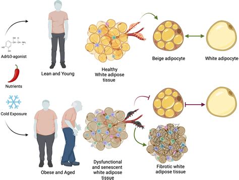 Frontiers Thermogenic Adipose Tissue In Energy Regulation And