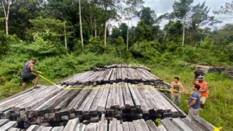 Kasus Pembalakan Liar Di Teluk Bintuni Papua Barat 1 Oknum Asn Jadi