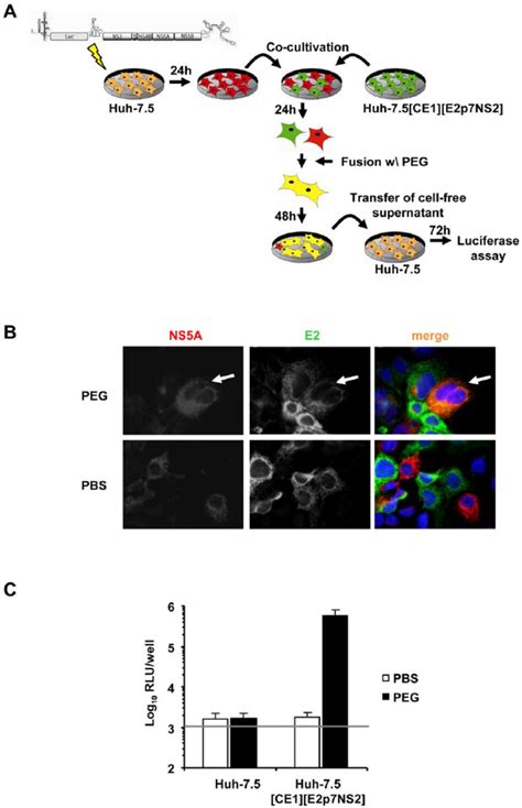 Trans Complementation Of Hcv Assembly And Release In Heterokaryons
