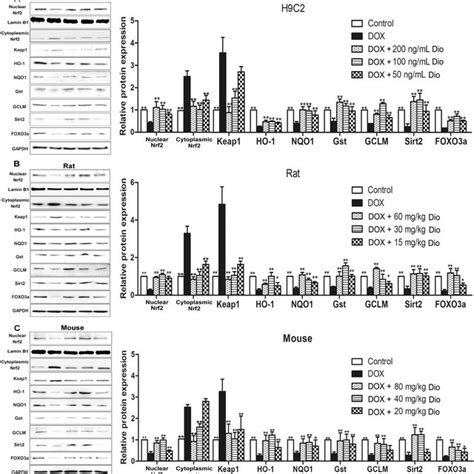 Dioscin Adjusted Nrf2 And Sirt2 Signal Pathways In Vitro And In Vivo