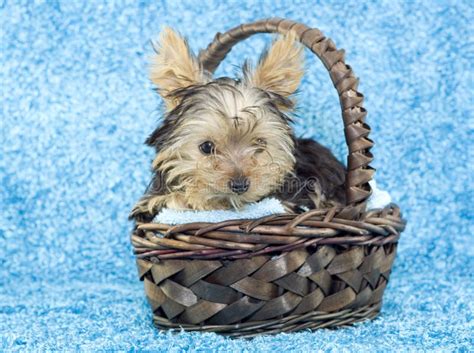 Filhote De Cachorro Do Terrier De Yorkshire Na Cesta Imagem De Stock