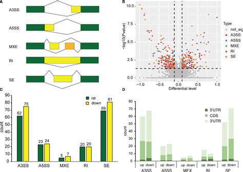 Frontiers N6 Methyladenosine Mrna Methylation Is Important For The