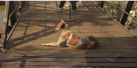 compress png image in python using pil askpython