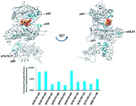 Conservation Of The Conformational Dynamics And Ligand Binding Within