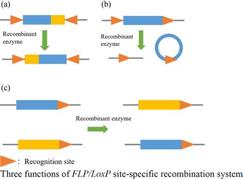 Application Of The Flp Loxp Frt Recombination System To Switch The Egfp