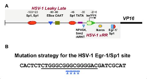 Schematic Representation Of Transcription Factor Tf Binding Sites