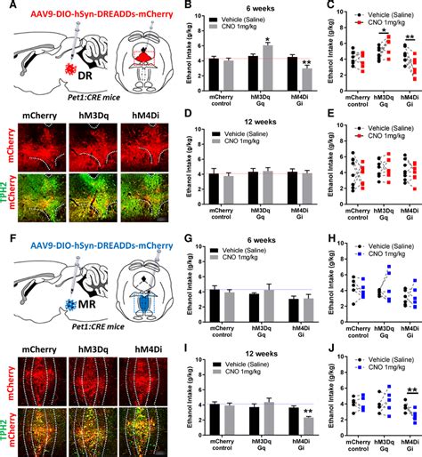 Chemogenetic Modulations Of Dorsal And Median Raphe 5 Ht Neuron