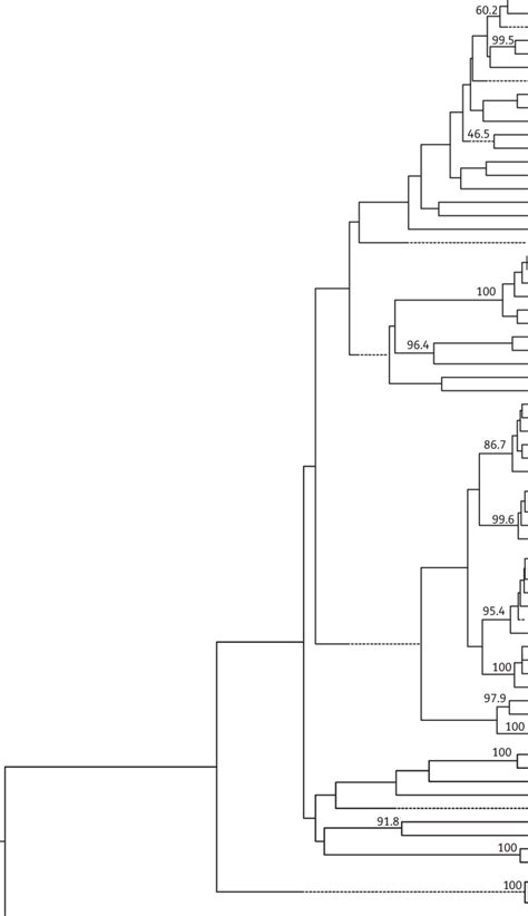 Dendrogram Representing Phylogenetic Relationships Between Clinical