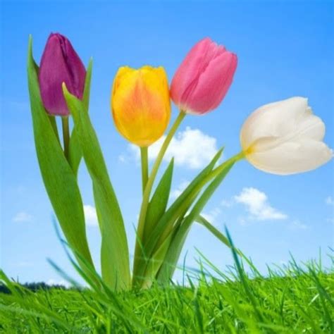 inheritance in python real python