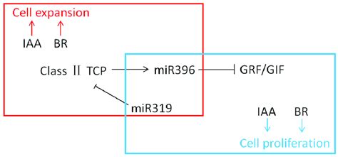 Regulation Model Of Transcription Factors Tfs And Hormones In Leaf