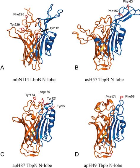Comparison Of The N Lobe Structures Of Lactoferrin Binding Protein B