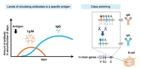 Types Of Antibodies Mbl Life Sience Asia