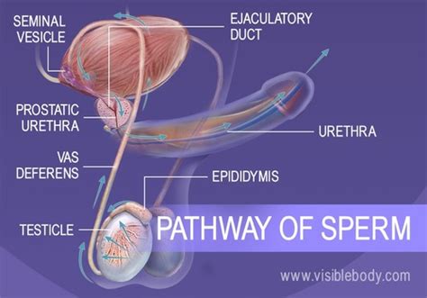 reproductive system flashcards quizlet