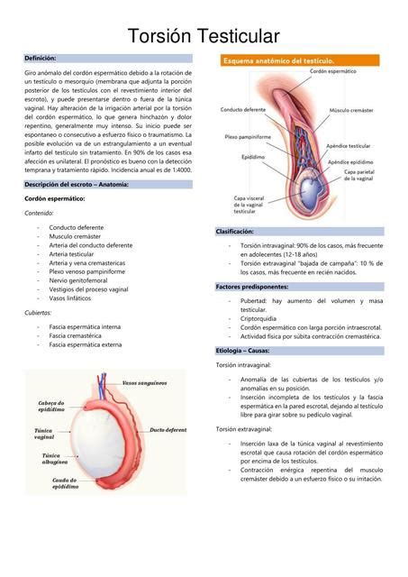 Torsión Testicular Camila Albertasi Costacurta Udocz