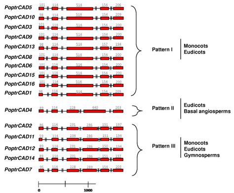 Intron Exon Structures Of Cad Genes From Populus Exons And Introns Are