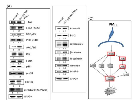 Association Of Pm2 5 With Signaling Pathways And Regulation Of
