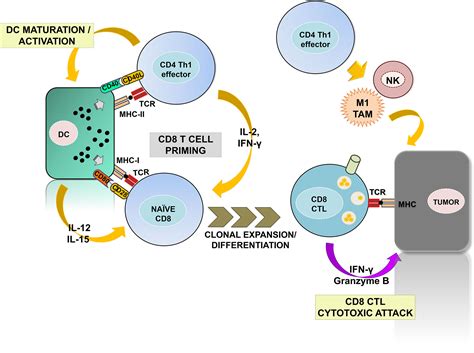 Frontiers Systemic Cd4 Immunity As A Key Contributor To Pd L1 Pd 1