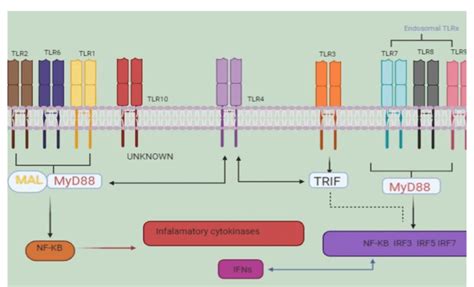 Toll Like Receptors And Tlr Signaling Pathway Download Scientific Diagram