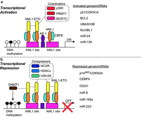Runx1 Eto Leukemia Pdf Download Available