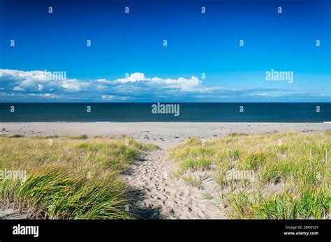 The Grass Covered Sand Dunes Leading To Race Point Beach On The Cape
