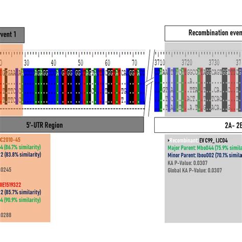Schematic Representation Of Recombinant Regions Between Ibou002 And