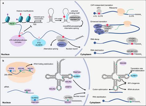 Regulation Of Rna Methylation In Gene Expression A M⁶a Is