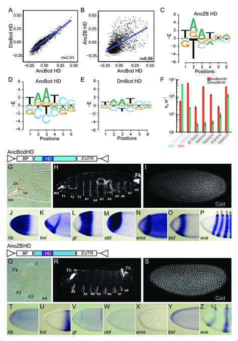 In Vitro And In Vivo Functions Of Ancbcd And Anczb Hds A B Protein
