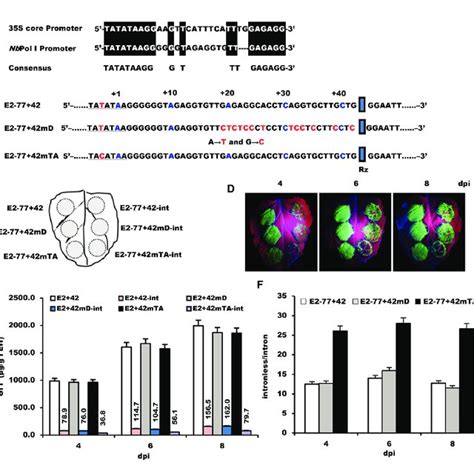 The Effects Of Mutation Of Nbrrna Core Promoter On Its Transcription
