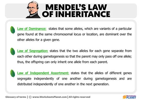 What Is Mendels Law