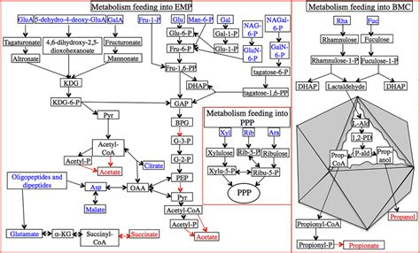 Metabolic Reconstruction Deduced From “latescbacteria Sags” Metabolism