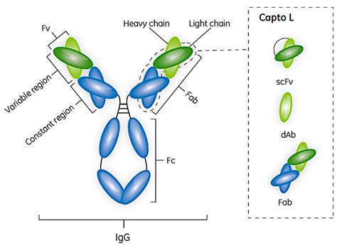 Antibodies Free Full Text Antibody Fragments And Their Purification