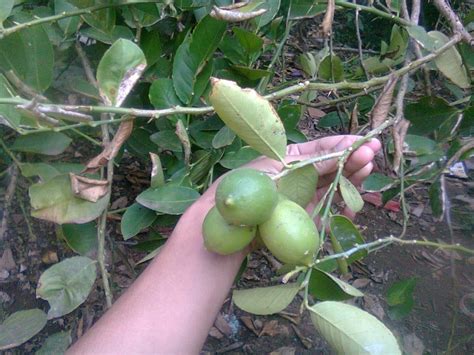 Cara Memperbanyak Akar Bunga Buah Daun Dan Tunas Pada Tanaman Jeruk