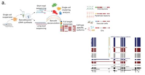 Short Read Data Identifies Cell Clusters Long Read Data Identifies Full