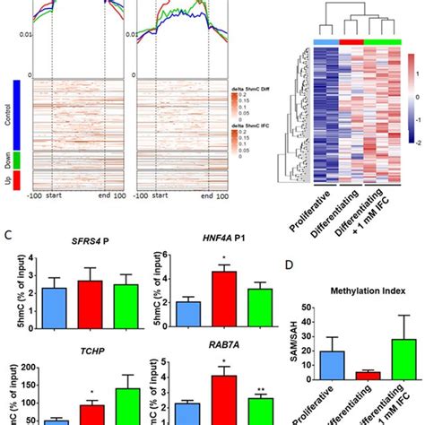 5hmc Genome Wide Enrichment During Hepatocyte Differentiation A