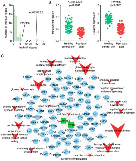 Construction Of A Lncrna‑mirna‑mrna Network To Determine The Regulatory