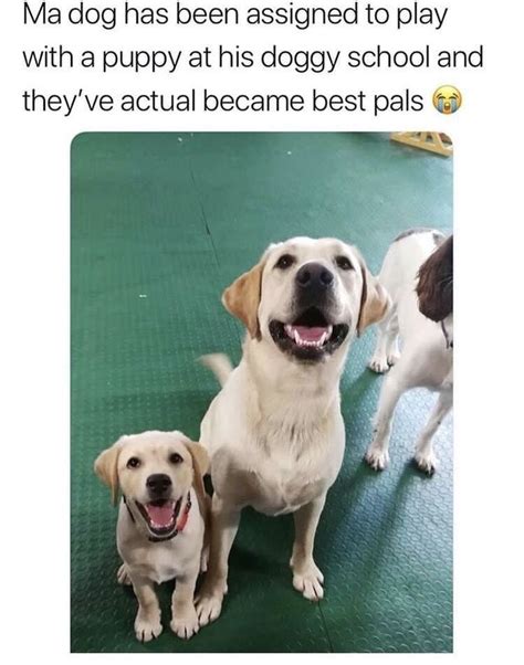 30 Heartwarming Memes That Are Respectful Enough To Show Your Grandma