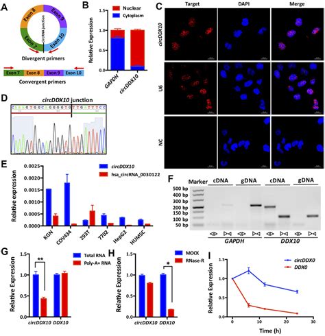 Subcellular Localization Expression Levels And Biological Properties
