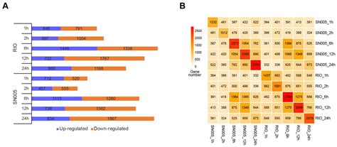 Ijms Free Full Text Comparative Transcriptome Analysis Of Two Sweet