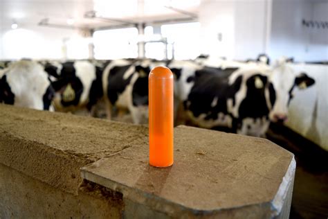 Automating Dairy Cattle Health Monitoring From The Inside Farmtario