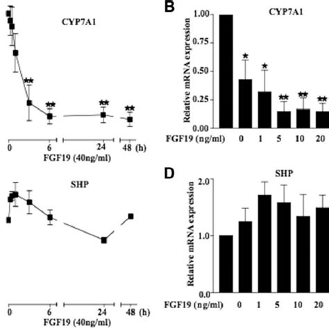 Fgf19 Repressed Cyp7a1 Mrna Expression In Primary Human Hepatocytes