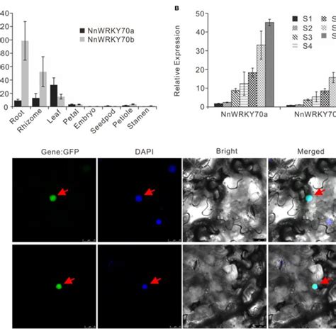 Expression Profiling And Subcellular Localization Of Nnwrky70s A