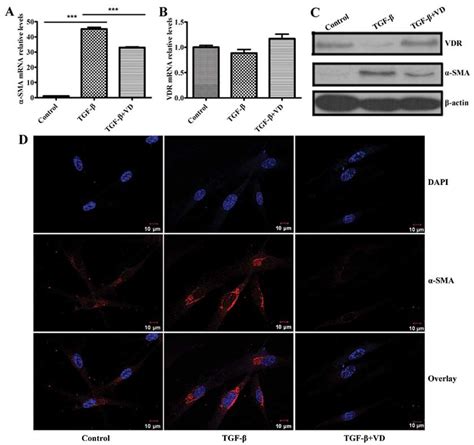 1α 25 Dihydroxyvitamin D 3 [1 25 Oh 2 D 3 Vd] Downregulates α Smooth