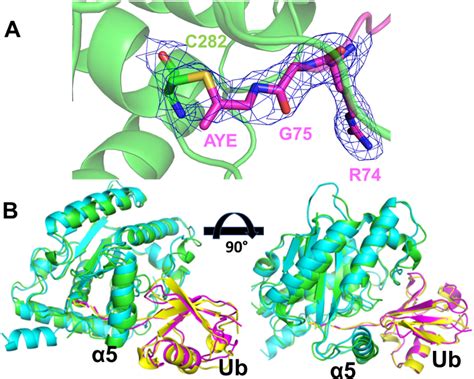 Figure 4 From The Two Deubiquitinating Enzymes From Chlamydia