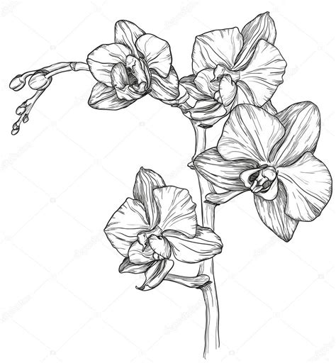 Sketch Of Orchid Flower Blossom Stock Vector Image By ©portumen 99568926