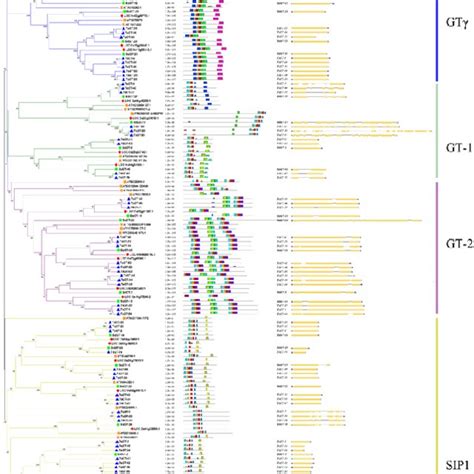 Phylogenetic Tree Motif Compositions And Gene Structures Of Trihelix