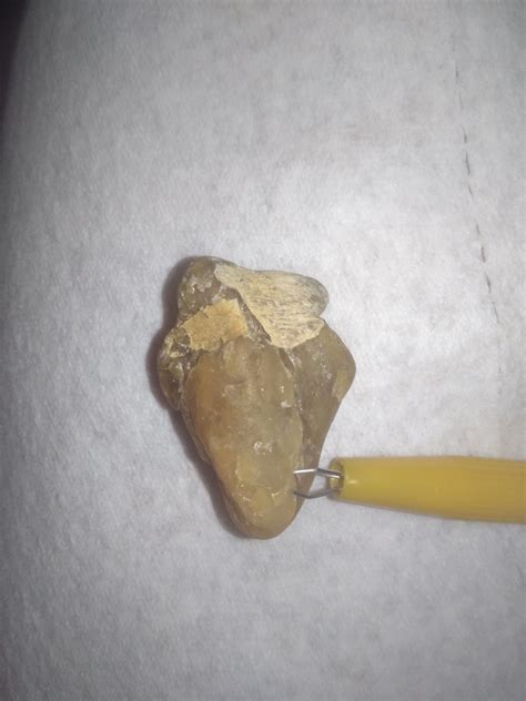 Fossilized Tooth Or Fossil Id The Fossil Forum