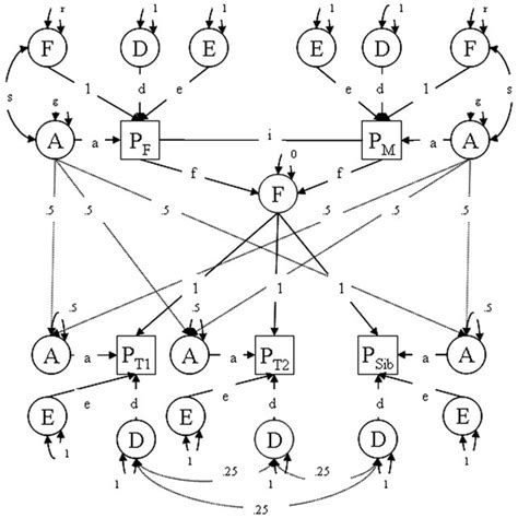 Path Diagram Of Phenotypic Assortment Model With Genetic And Cultural
