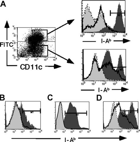 Lcs B Cells And Macrophages Lack Mhc Ii Expression In Cd11c Aβb Mice
