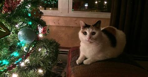 purposefully waited till after christmas imgur